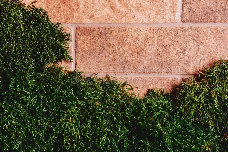 Mos Op Een Bakstenen Muur Oude Rode Bakstenen Muur Met Mos Als ...