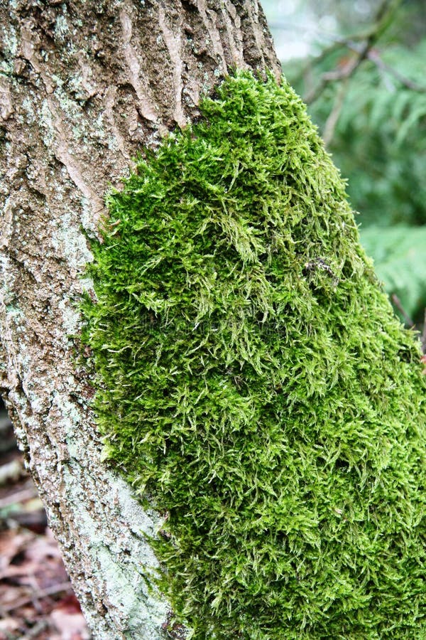 Mos op boomstam stock foto. Image of nave, groen, grond - 1146020