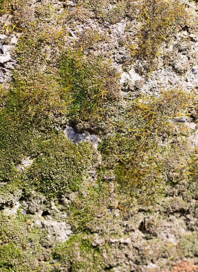 Mos op een concrete muur stock foto. Afbeelding bestaande uit vers ...