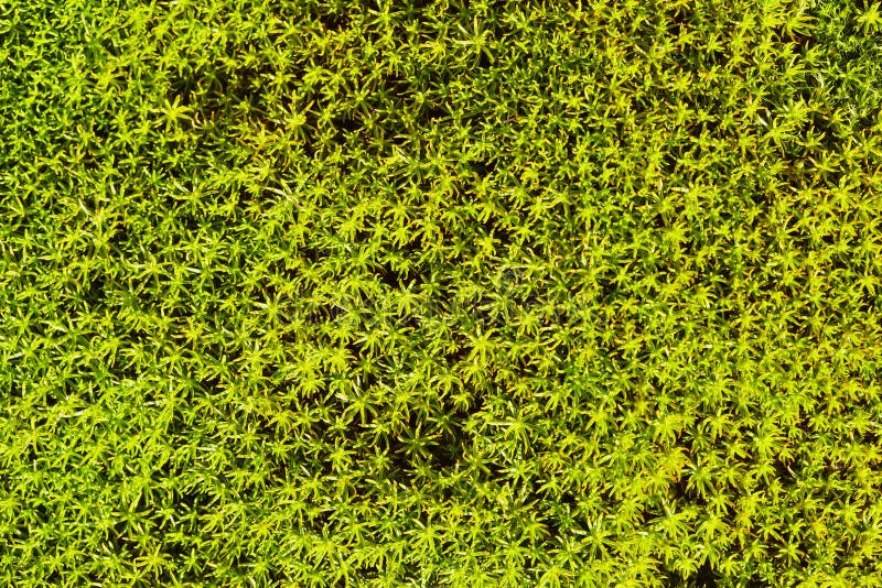 Moeras En Moeras - Landschap Stock Foto - Image of installaties, groen ...