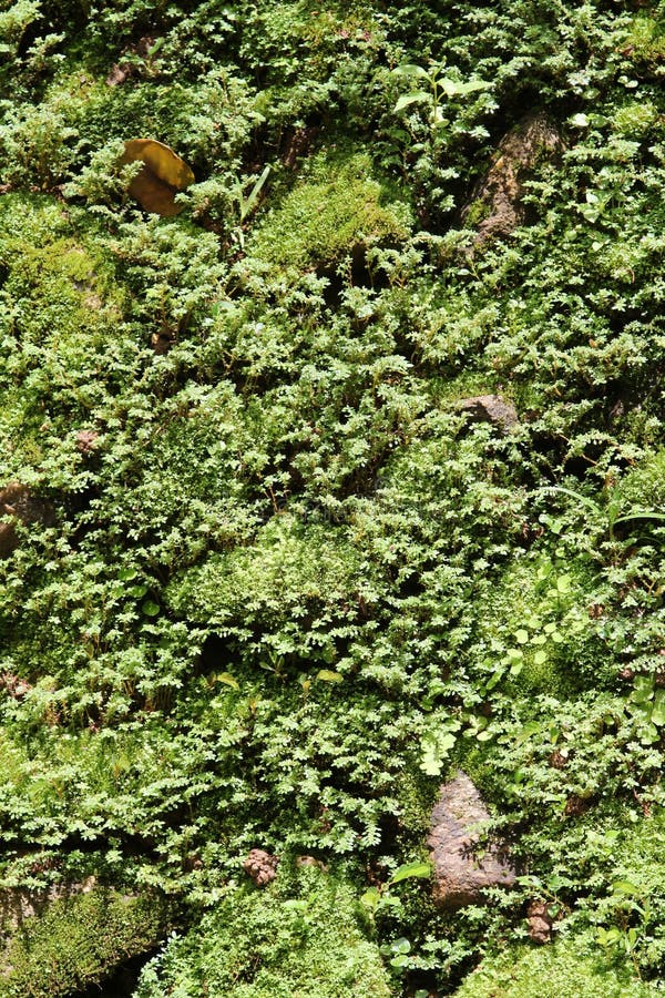 Mos op muur stock afbeelding. Image of regen, gras, textuur - 79743777