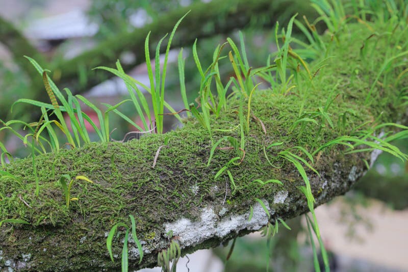 Mos Plant on a Tree Branch stock image. Image of fall - 56051521
