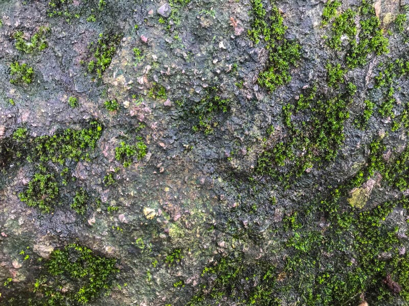 Mos on the rock stock photo. Image of nature, life, surface - 97387298