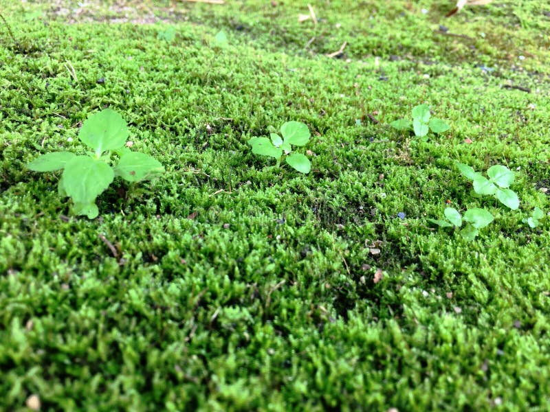 Mos Textures Background. Green Mos on Stone Background. Stone with ...