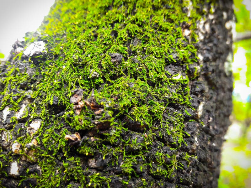 Mos on Tree into the Forest Stock Image - Image of closeup, beautiful ...