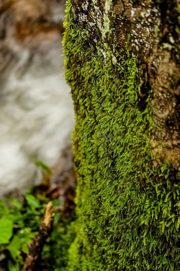 Mos on Tree Vibrant Colors and Textures Stock Photo - Image of trunk ...