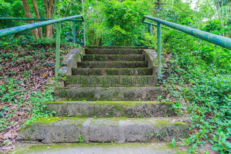Mos on Walkway in the National Park. Stock Image - Image of lichens ...