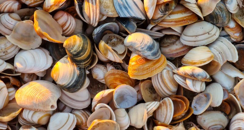Mosaic of Colored Sea Shells Stock Image - Image of coast, macro: 290272427