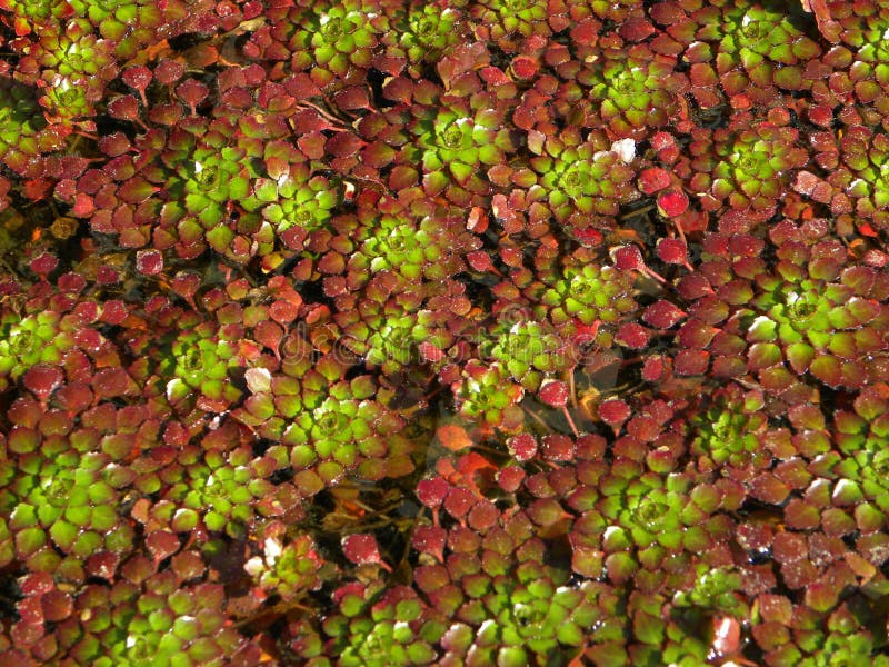 Mosaic Plant stock image. Image of gardens, oklahoma - 83572891