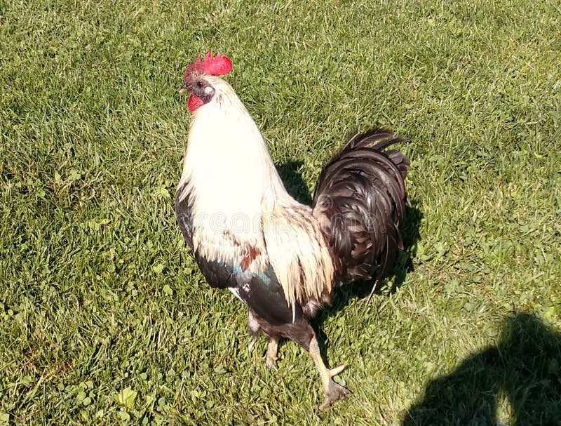 212 Strutting Rooster Photos - Free & Royalty-Free Stock Photos from ...