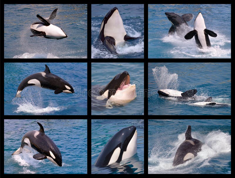 Mosaico De Las Fotos De Orcas Foto de archivo - Imagen de animal ...