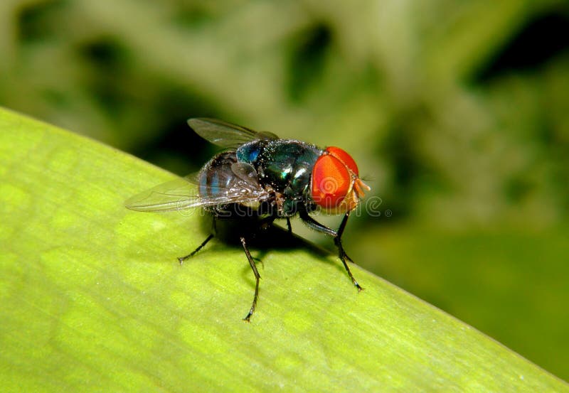 Mosca immagine stock. Immagine di verde, ingrandisci, insetto - 152359
