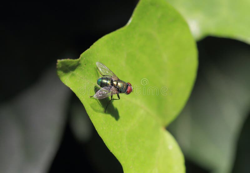 Mosca imagen de archivo. Imagen de insecto, pelo, verde - 18407525