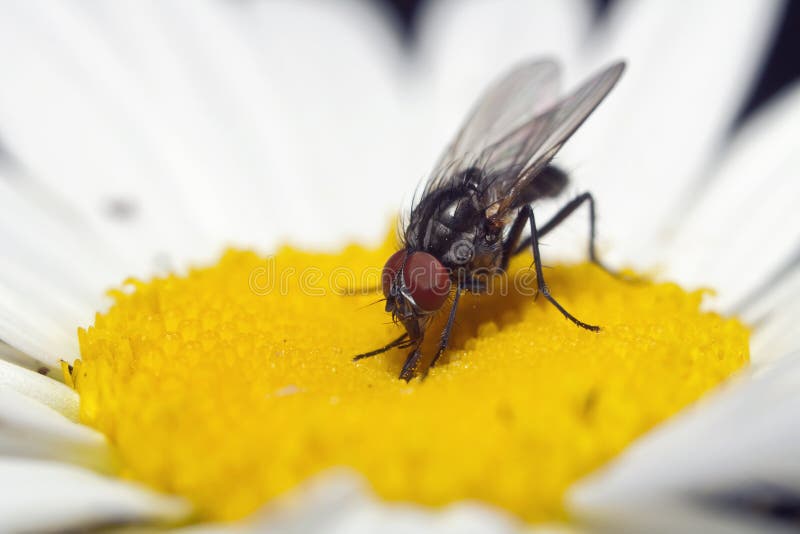 Mosca 2 foto de archivo. Imagen de macro, pelo, cubo - 14793864