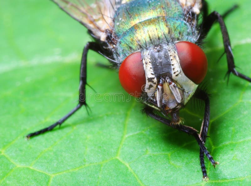 Grande Viso Arrossato Della Mosca Rossa Del Drago Immagine Stock ...