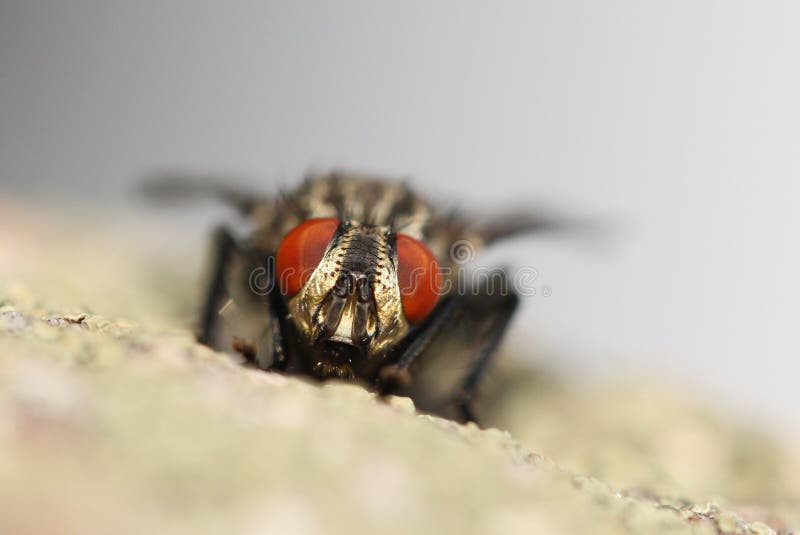 Mosca immagine stock. Immagine di animale, parassita - 64821487
