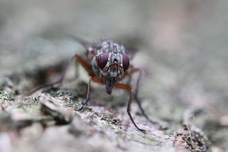 Mosca foto de archivo. Imagen de color, pista, moscas - 74564632