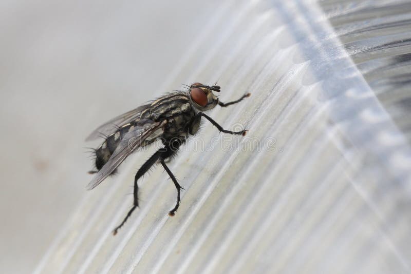 Mosca fotografia stock. Immagine di colore, nave, mosche - 74565132