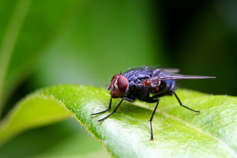 Mosca Imagen. Imagen: 828019