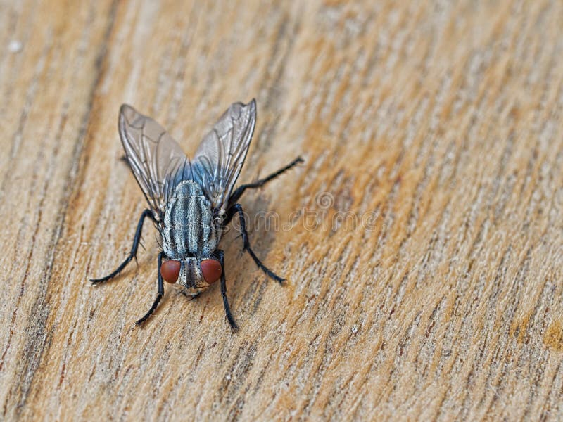 Mosca foto de archivo. Imagen de cubo, mosca, bicho, rojo - 83092360