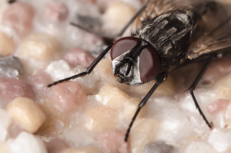 Mosca dalle lunghe zampe fotografia stock. Immagine di parco - 13225986