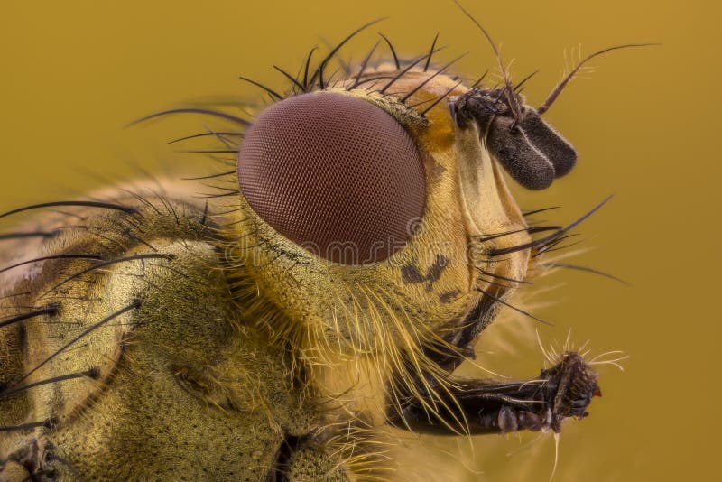 Mosca amarela foto de stock. Imagem de olho, mosca, zoology - 5041244
