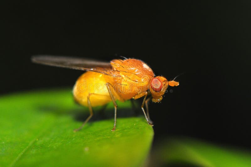 Mosca amarilla foto de archivo. Imagen de horror, insecto - 27328784