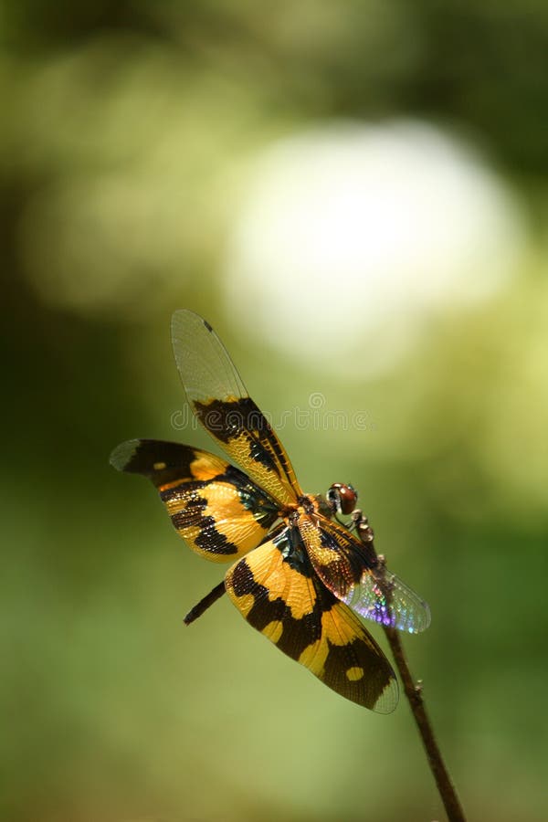 Libélula amarilla foto de archivo. Imagen de correcciones - 12252752