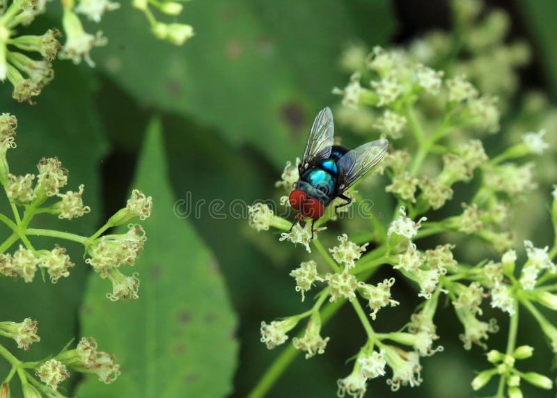 Mosca azul de la botella foto de archivo. Imagen de agudo - 14565534