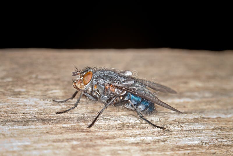 Mosca azul da garrafa foto de stock. Imagem de micro - 29082008