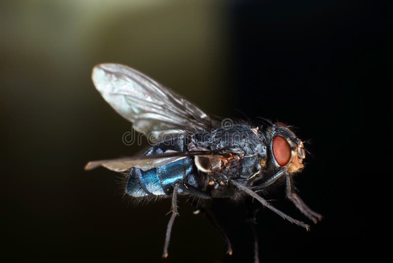Mosca azul de la botella imagen de archivo. Imagen de cierre - 2403465