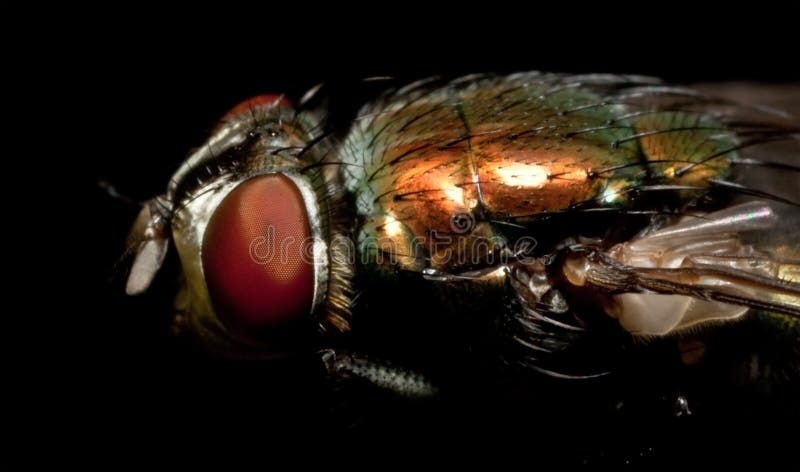 Mosca cara-en imagen de archivo. Imagen de extremo, primer - 13759271