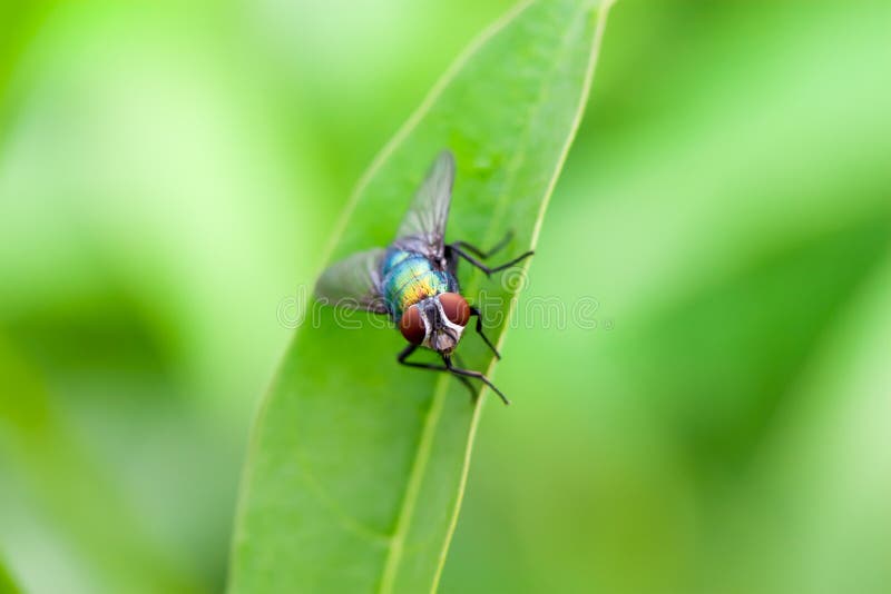 Mosca colorida foto de archivo. Imagen de insecto, rojo - 32211518