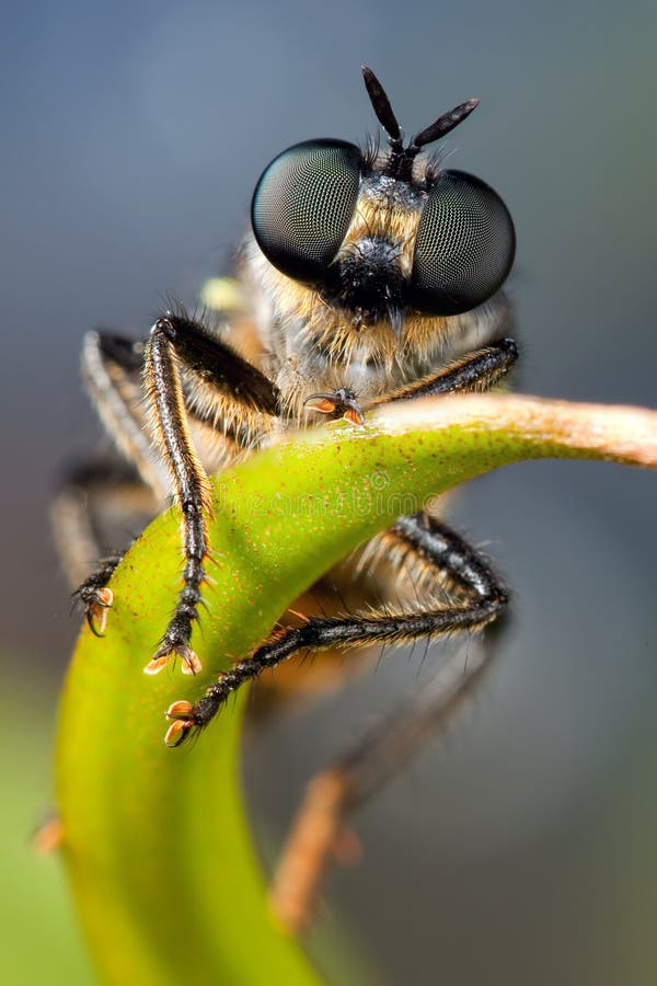 Mosca Com Os Olhos Vermelhos Grandes Imagem de Stock - Imagem de ...