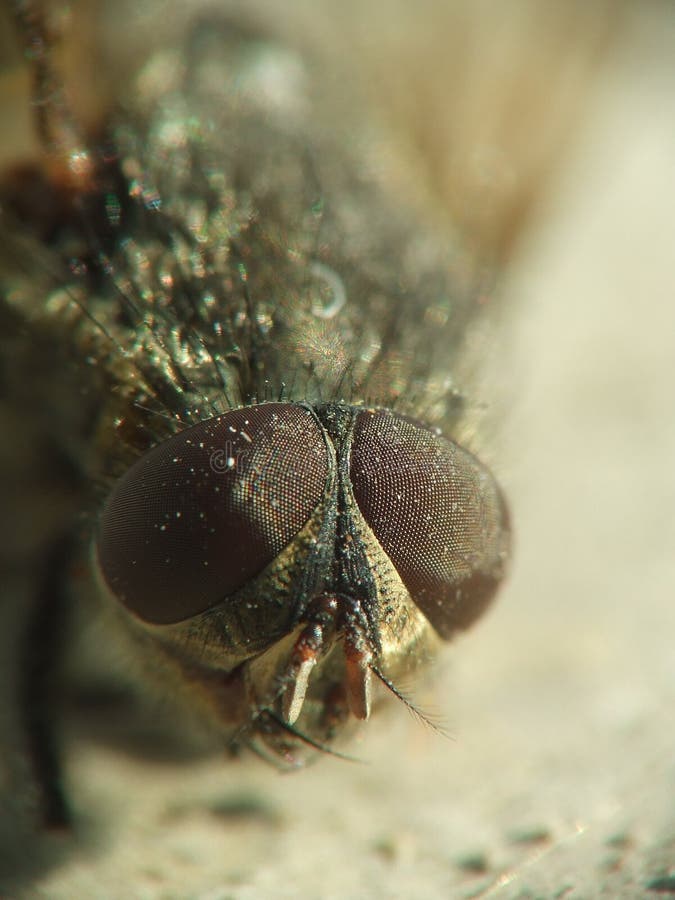 Mosca com olhos grandes imagem de stock. Imagem de baixo - 31361857