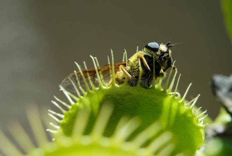 Mosca Comida Por La Planta Carnívora Imagen de archivo - Imagen de ...