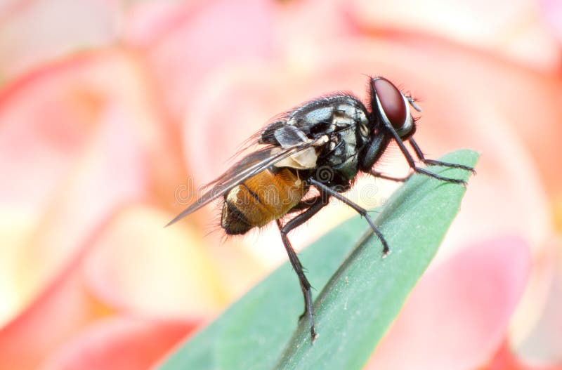Mosca comum imagem de stock. Imagem de pata, alaranjado - 17696733