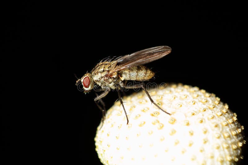 Mosca comum imagem de stock. Imagem de dandelion, vôo - 25152797