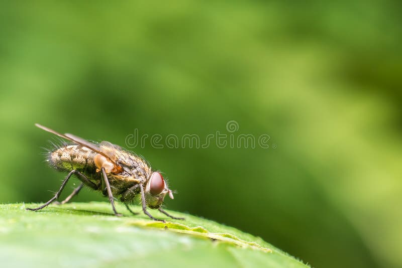 Mosca Comum Com Olhos Vermelhos Imagem de Stock - Imagem de higiene ...