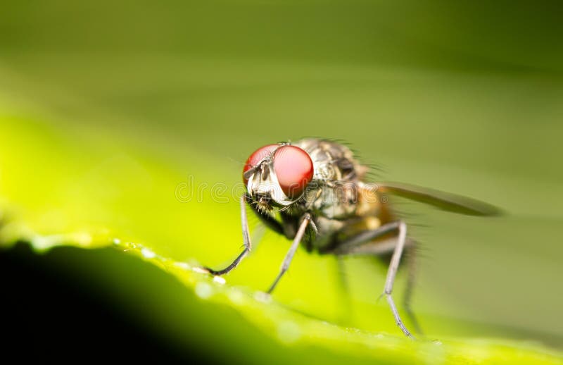 Mosca Dourada Da Casa Do Muscidae Foto de Stock - Imagem de pequeno ...
