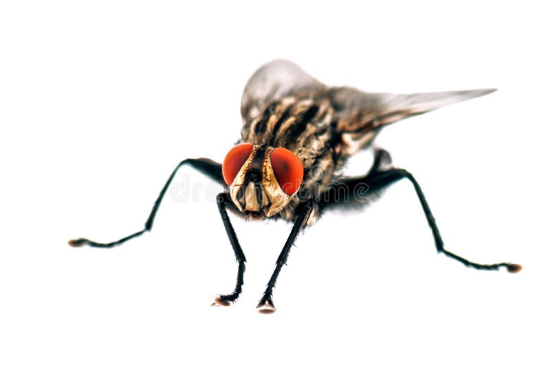 Mosca Comum Da Casa No Branco Foto de Stock - Imagem de macro, mosca ...