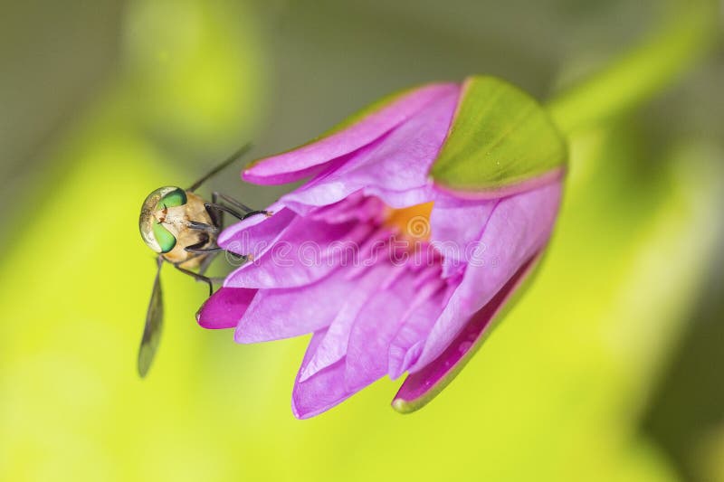 Mosca Comune Verde Su Lotus Rosa Immagine Stock - Immagine di selvaggio ...