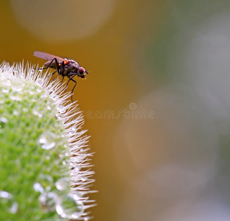 Mosca con los ojos rojos foto de archivo. Imagen de casa - 29265732