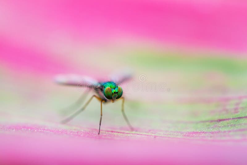 Mosca cor-de-rosa imagem de stock. Imagem de inseto, naughty - 42322549