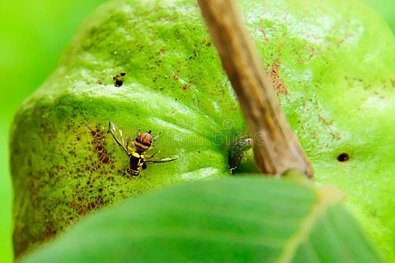 Mosca Da Goiaba Para Travar O Fruto Imagem de Stock - Imagem de ...