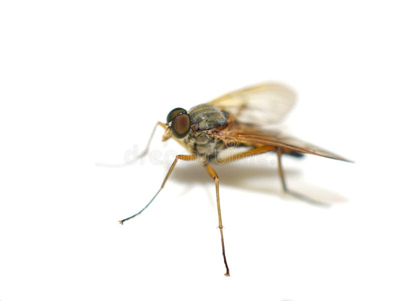 Mosca-da-serra-marrom Rhagio Tringarius Foto de Stock - Imagem de ...