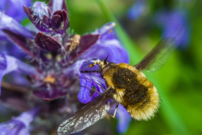 Mosca de abeja foto de archivo. Imagen de macro, abeja - 95152066