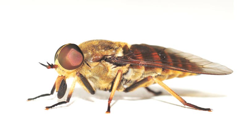 Mosca de cavalo imagem de stock. Imagem de isolado, picada - 10572473
