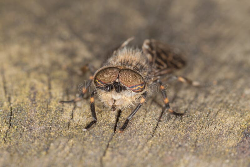 A Mosca-do-cavalo é Uma Mosca Da Família Tabanidae Foto de Stock ...