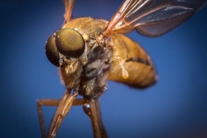 Mosca macro-cavalo imagem de stock. Imagem de mosca - 203603999